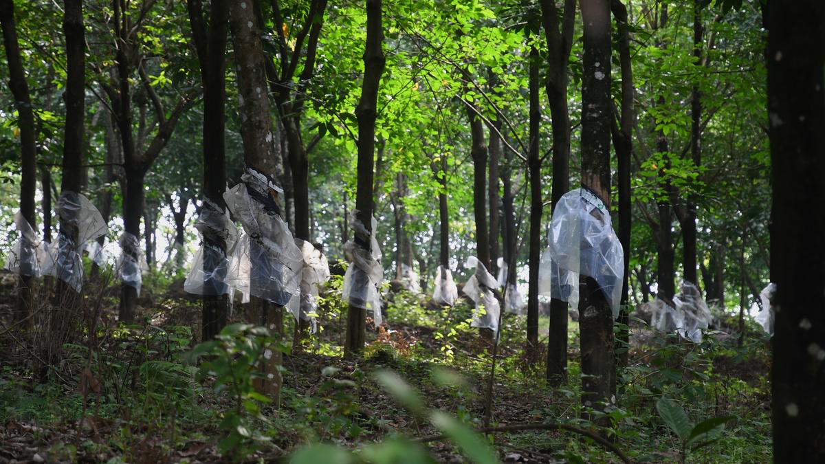 ‘India’s performance in rubber sector impressive’ - The Hindu