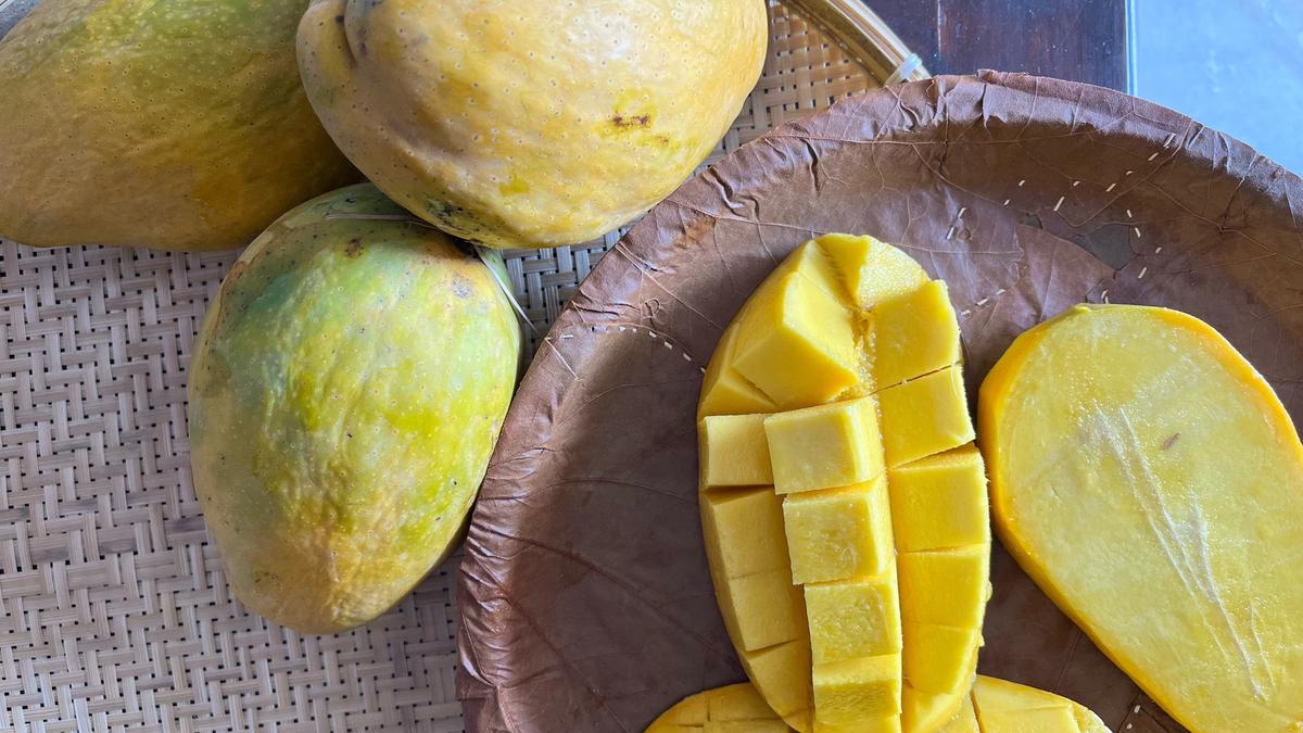 Weather plays spoilsport for fans of Himayat mango in Andhra and ...