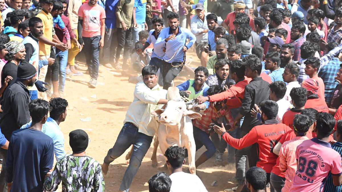 ‘Pasuvula Panduga’ celebrated early in Tirupati district, with great ...
