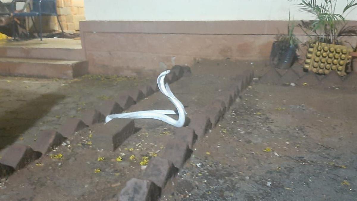 Rare white cobra rescued, released into wild in Coimbatore - The Hindu