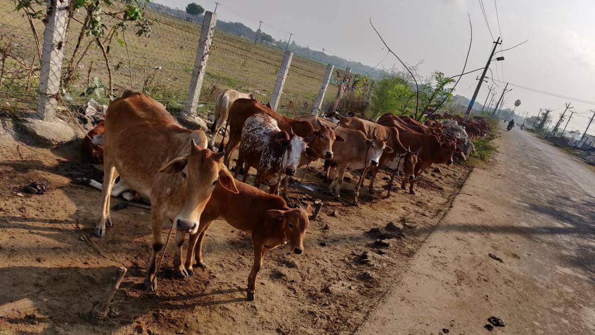 Conservation centre for Naatu Kuttai cattle breed to be set up at ...
