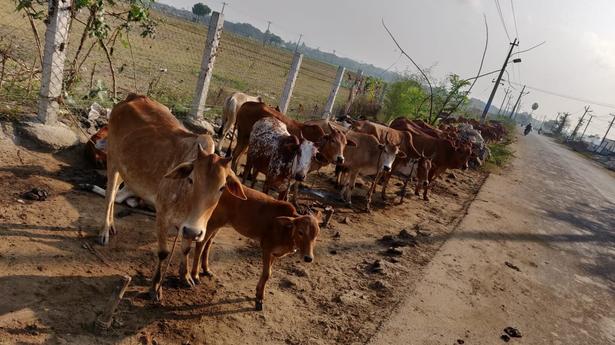 Conservation centre for Naatu Kuttai cattle breed to be set up at ...