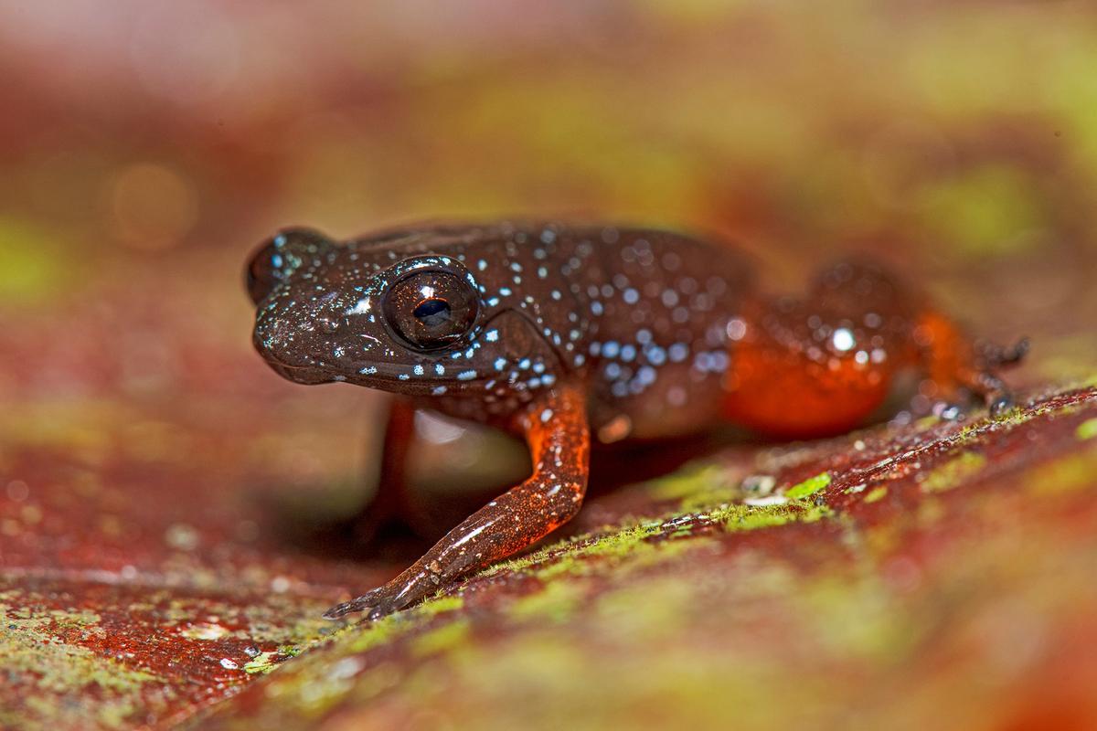 67 species of reptiles, 59 amphibians recorded in Wayanad forest survey ...