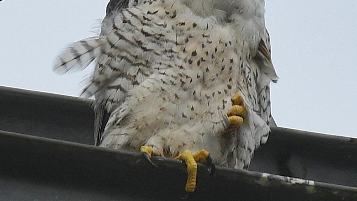 Peregrine falcons win the numbers game - The Hindu
