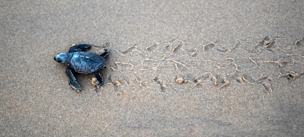 In Visakhapatnam, conservation efforts are on to save the Olive Ridley ...
