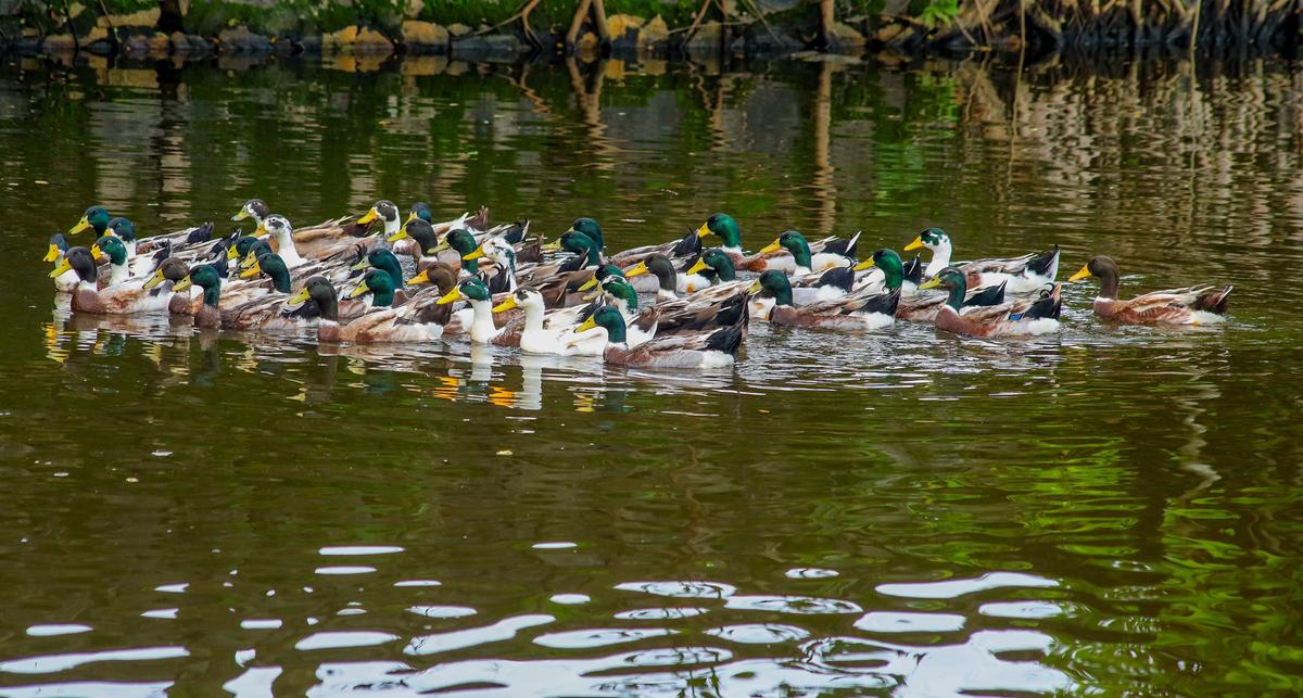 Central Travancore a sitting duck for avian flu - The Hindu