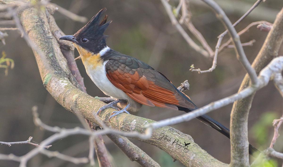 Now the chestnut-winged cuckoo has more pit stops in and around Chennai ...