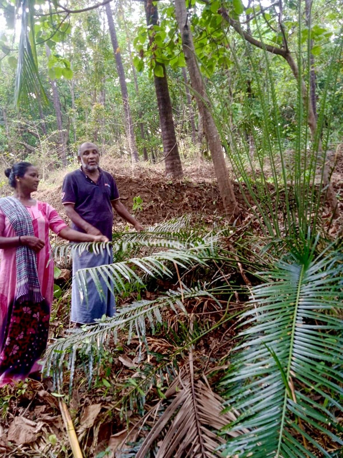 Rare tree fights a losing battle in north Kerala - The Hindu