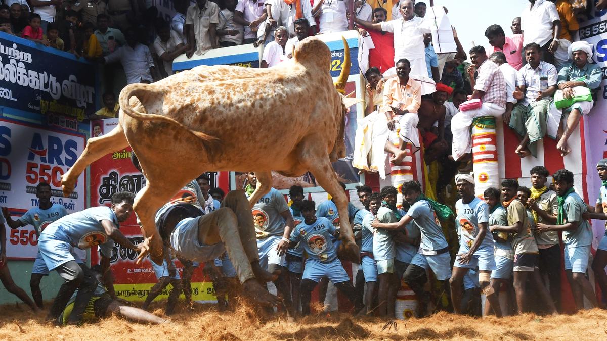 People from far and near throng Alanganallur to watch jallikattu - The ...