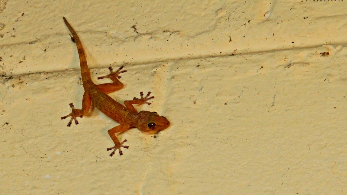 Endangered Indian golden gecko sighted near Kapila Theertham - The Hindu