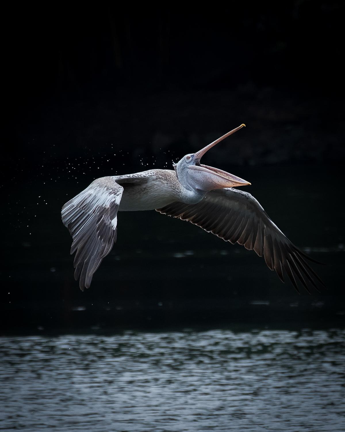 Survey at Alappuzha wetlands hints at a decline in number of visiting ...