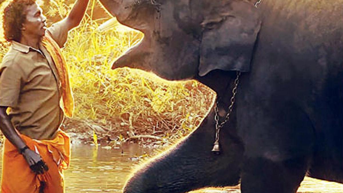 Watch | Baby elephant ‘Raghu’ turns celebrity after ‘The Elephant ...