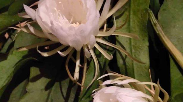 Rare Brahma Kamalam flowers bloom in Coimbatore city - The Hindu