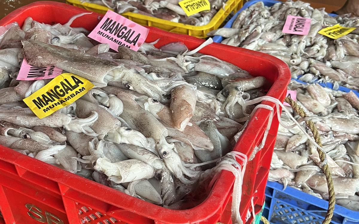 SEAI efforts on to get MSC certification for more marine species off ...