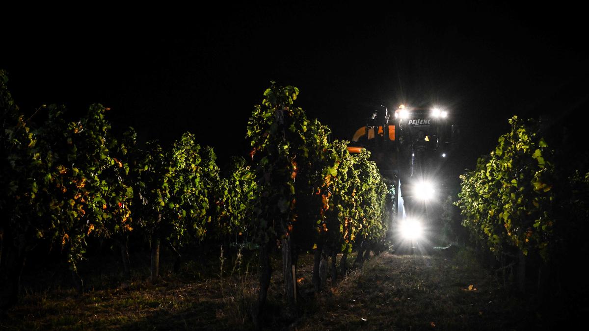 Climate change pushes Bordeaux winemakers to harvest at night - The Hindu