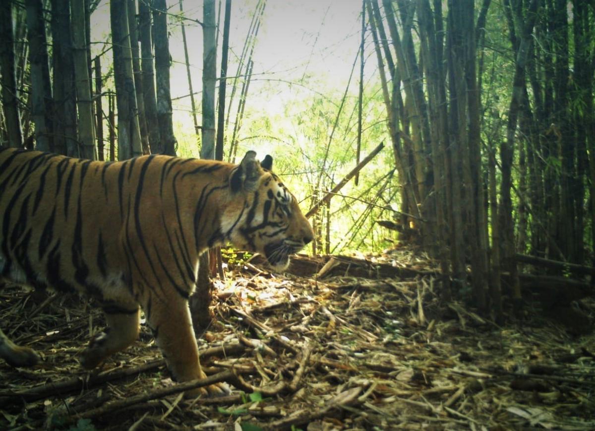 Are Bengal tigers reviving hope that the ‘Tiger Corridor’ in Andhra ...