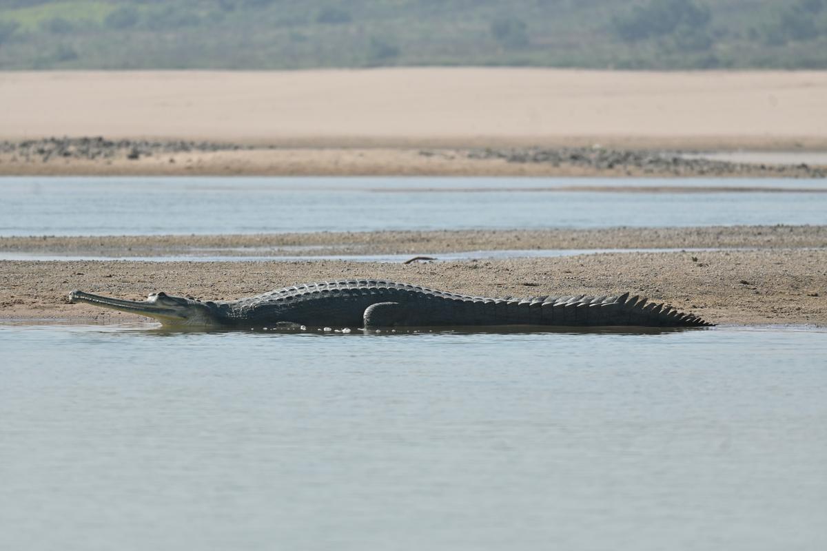 World Crocodile Day: Odisha’s pioneering efforts have made it a leader ...