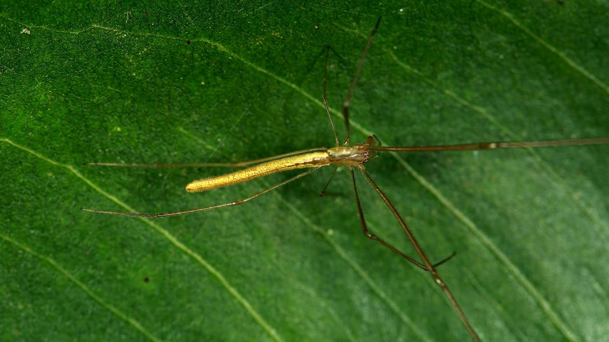 Scientists rediscover two rare spiders after over a century - The Hindu