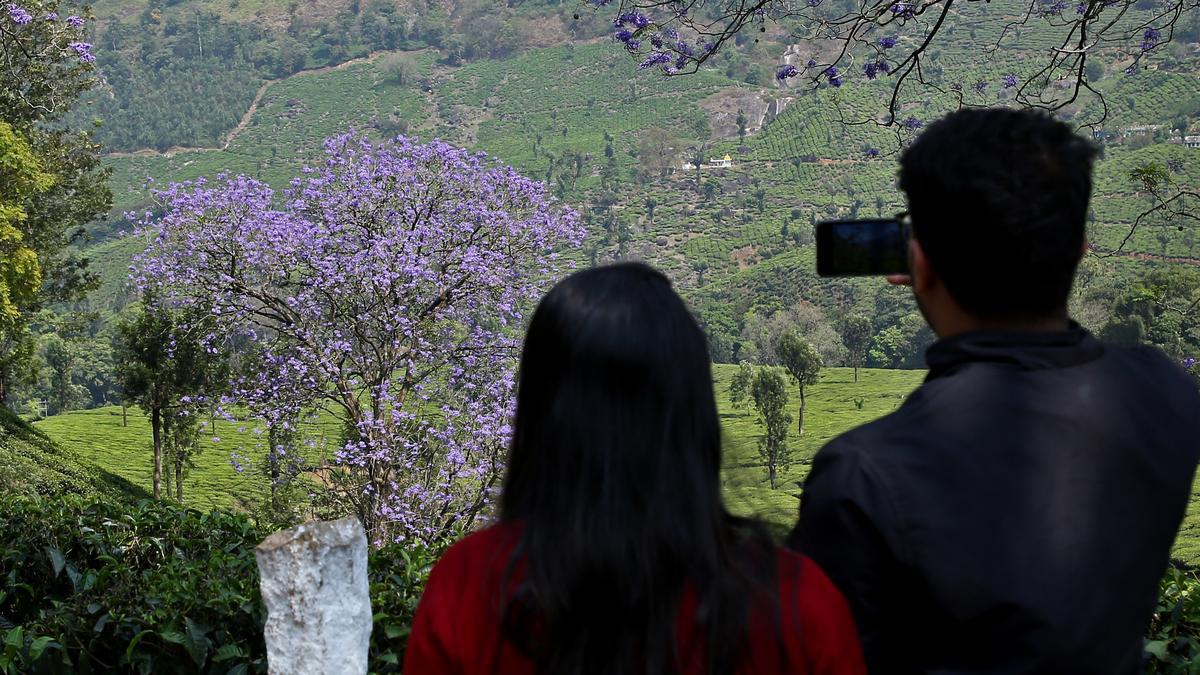 Jacaranda trees in full bloom at Munnar hill station - The Hindu