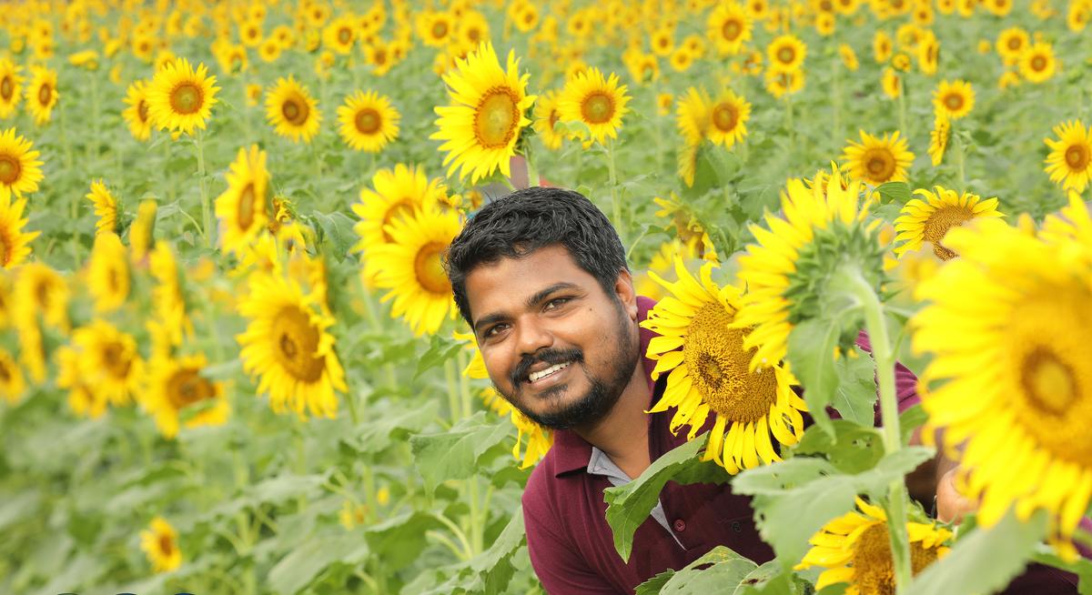Sunflower Cultivation In Sri Lanka | Best Flower Site