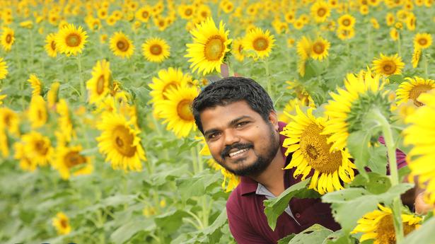 Kerala’s date with sunflower cultivation - The Hindu