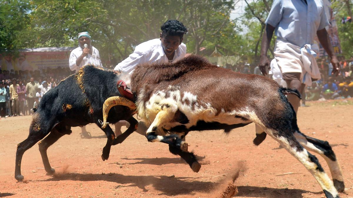 Goat fight event draws large crowds - The Hindu