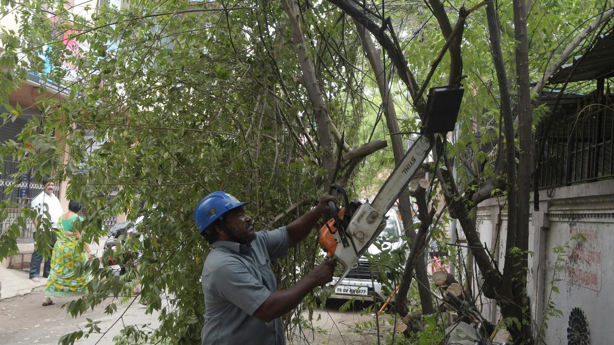 Greater Chennai Corporation begins pruning trees ahead of the onset of ...