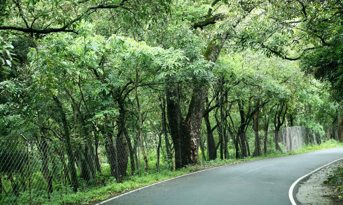 Steps on to secure GI tag for Marayur sandalwood - The Hindu