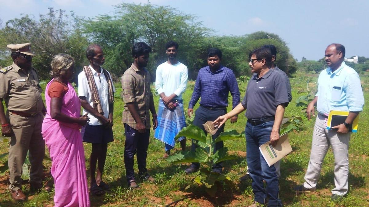 Target to raise 20 lakh saplings in Tiruchi district - The Hindu