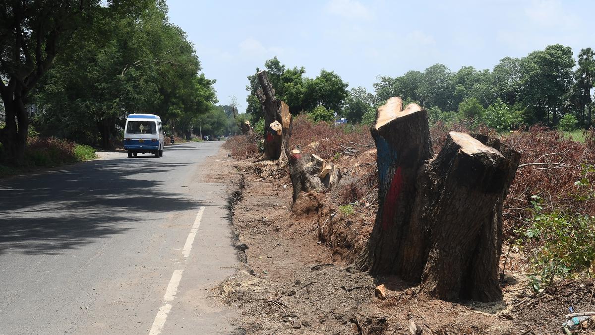 Tamil Nadu government stops felling of trees for road expansion in ...