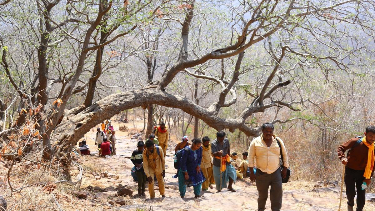 Maha Sivaratri Brahmotsavams begin in ancient Saivite shrines across ...