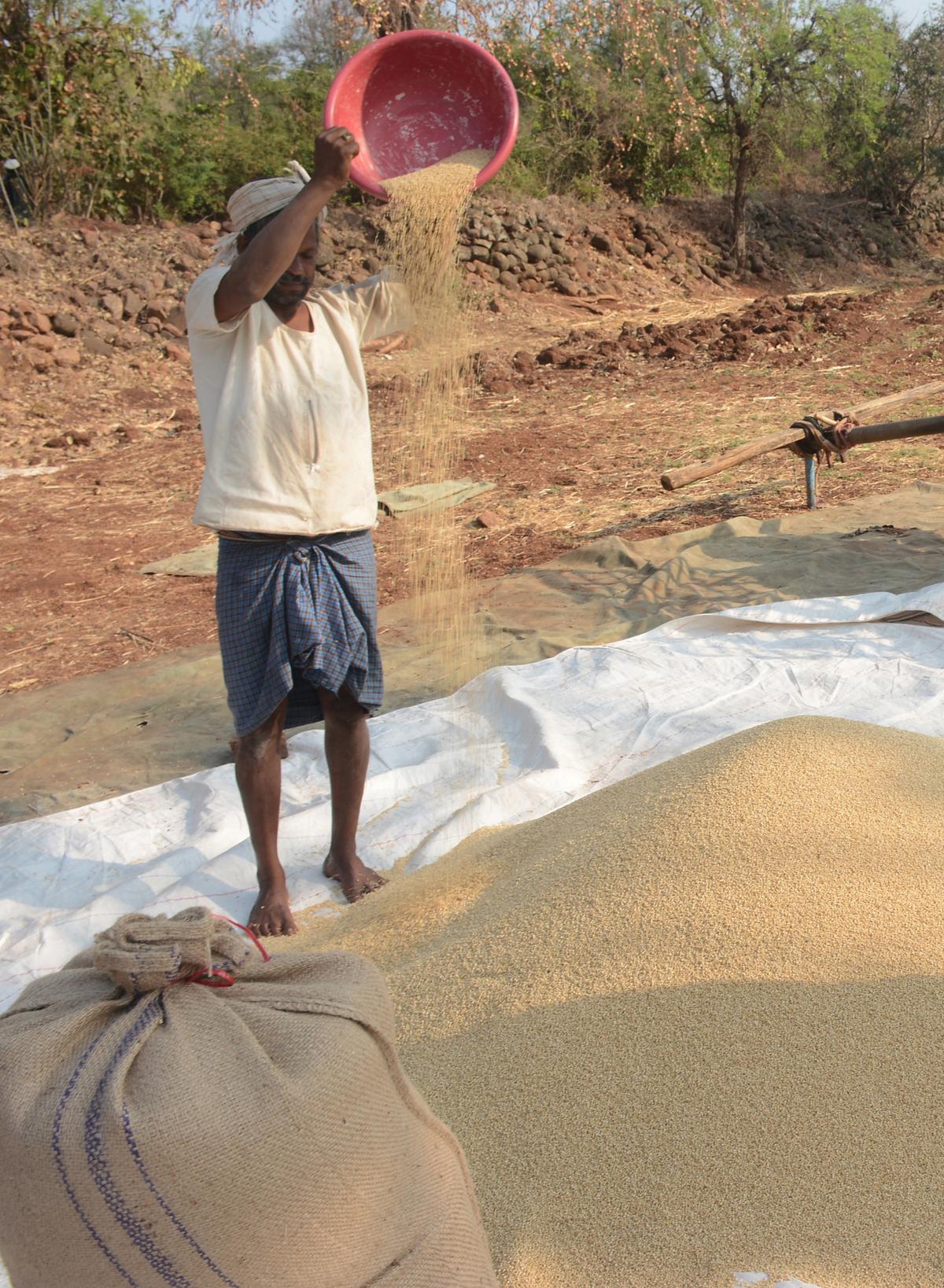 The shrinking hopes of jowar farmers - The Hindu