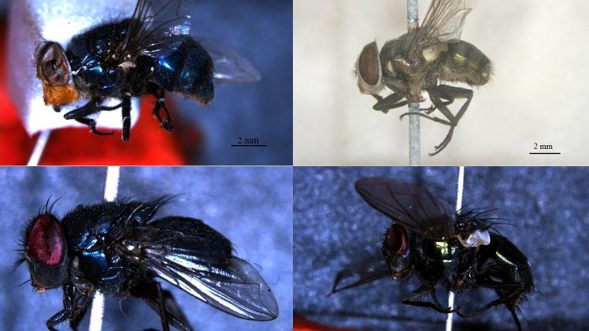 Study on lifecycle of blow flies helps to estimate time since death ...