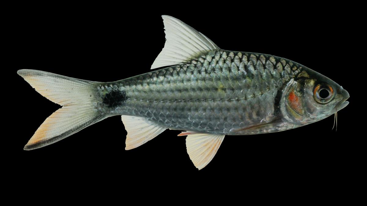 Kufos scientists standardise techniques for artificial breeding of barb ...