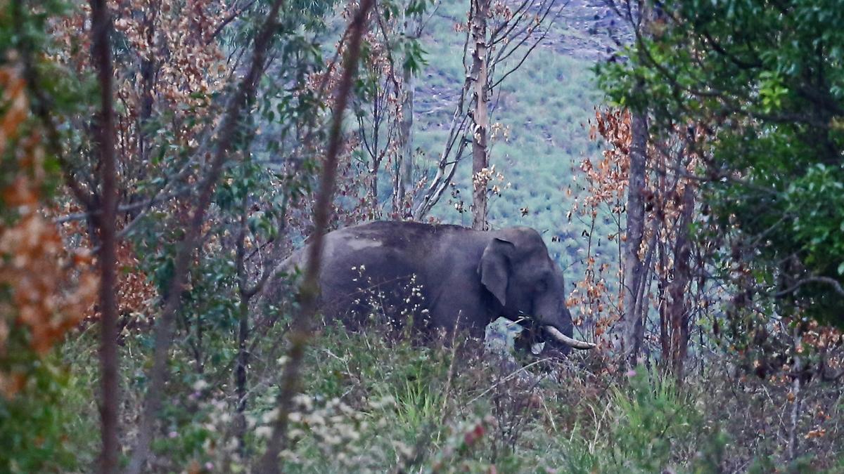Kin of wild elephant attacks in Munnar await compensation - The Hindu