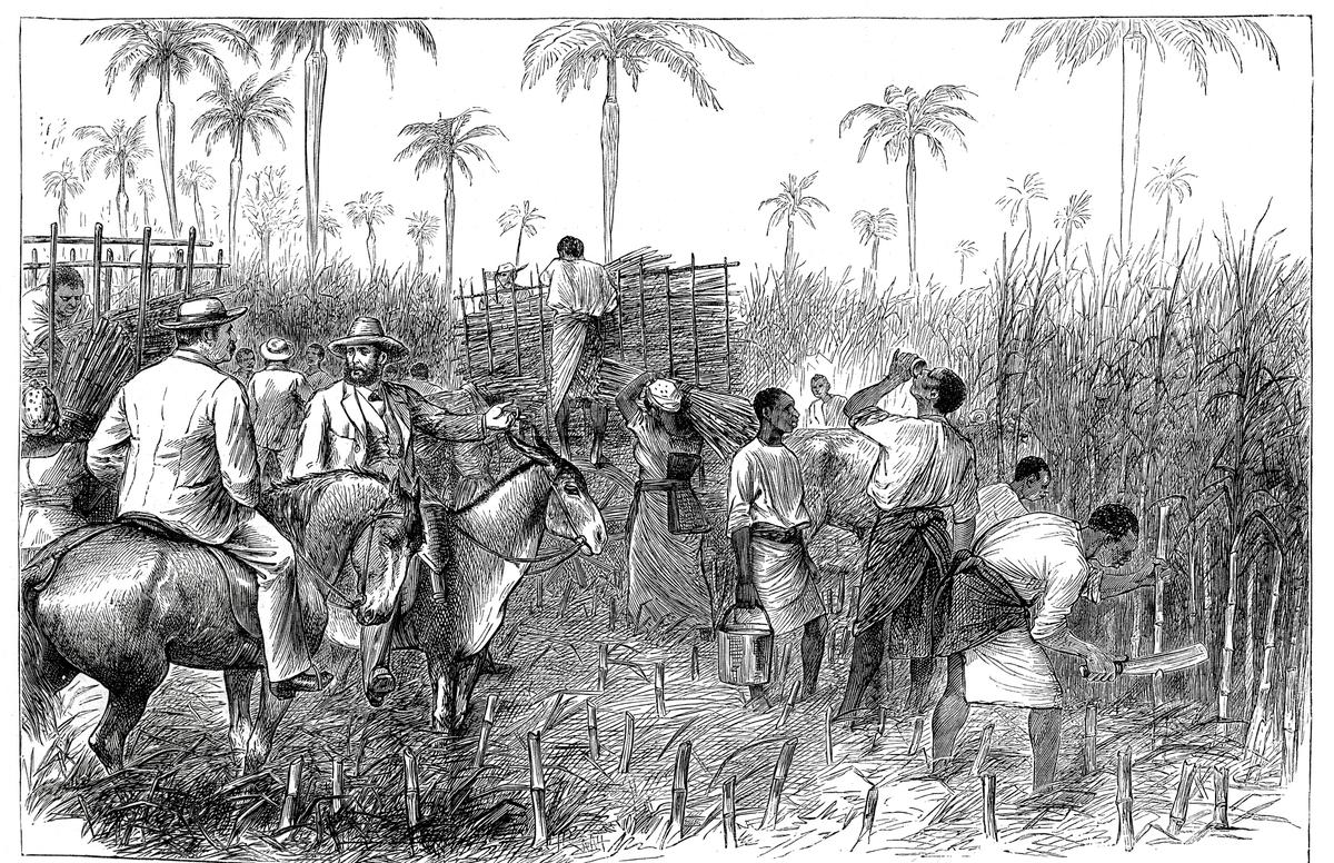 ‘Sugar helped rise of capitalist economy,’ says Ulbe Bosma, author of ...