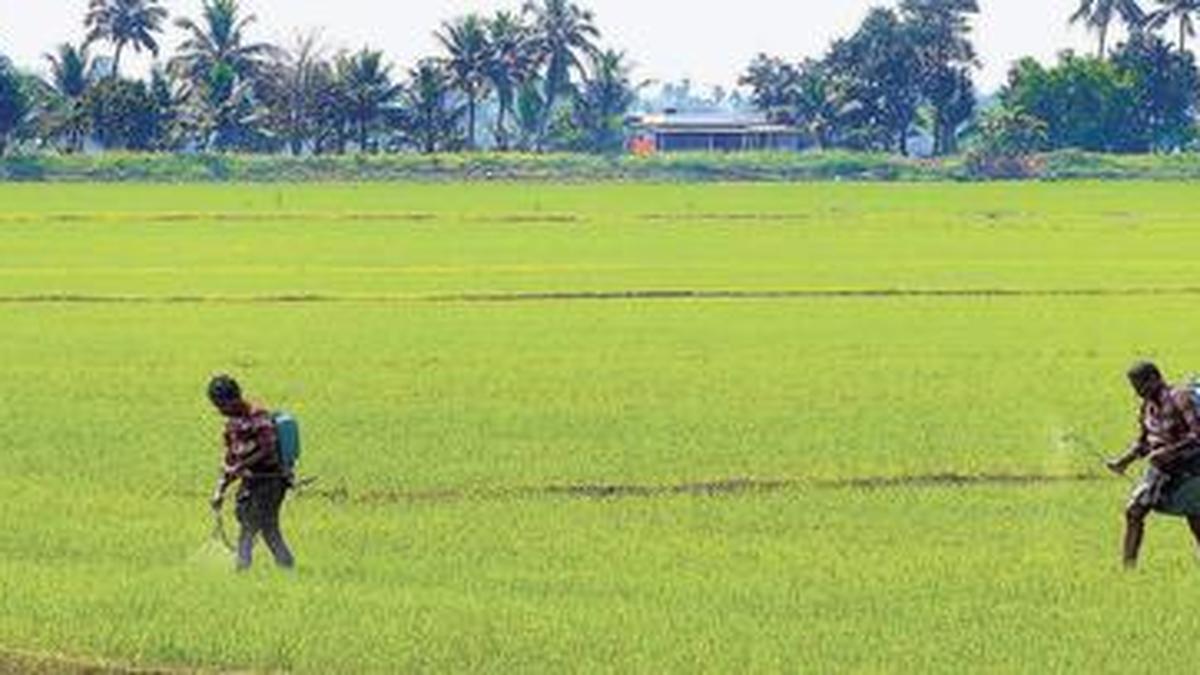 Slow pace of paddy procurement puts farmers in a fix - The Hindu