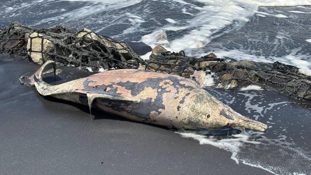 Carcass of dolphin wash up on Alappuzha coast, triggers concern - The Hindu