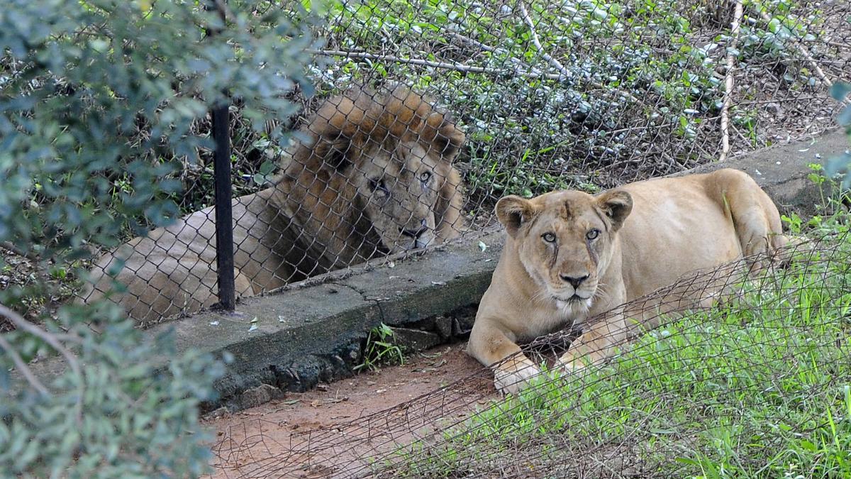 Tripura govt suspends IFS officer after row over naming lion, lioness ... Tripura govt suspends IFS officer after row over naming lion, lioness ...