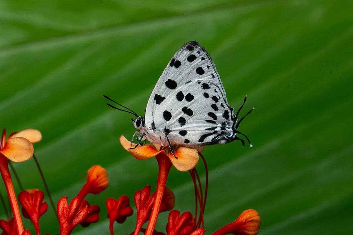 Study reveals evolutionary history, biogeographic origins of ...