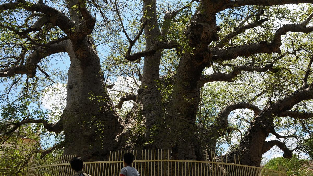 Bereft of attention, 430-year-old Hathiyan ka Jhad stands alone - The Hindu