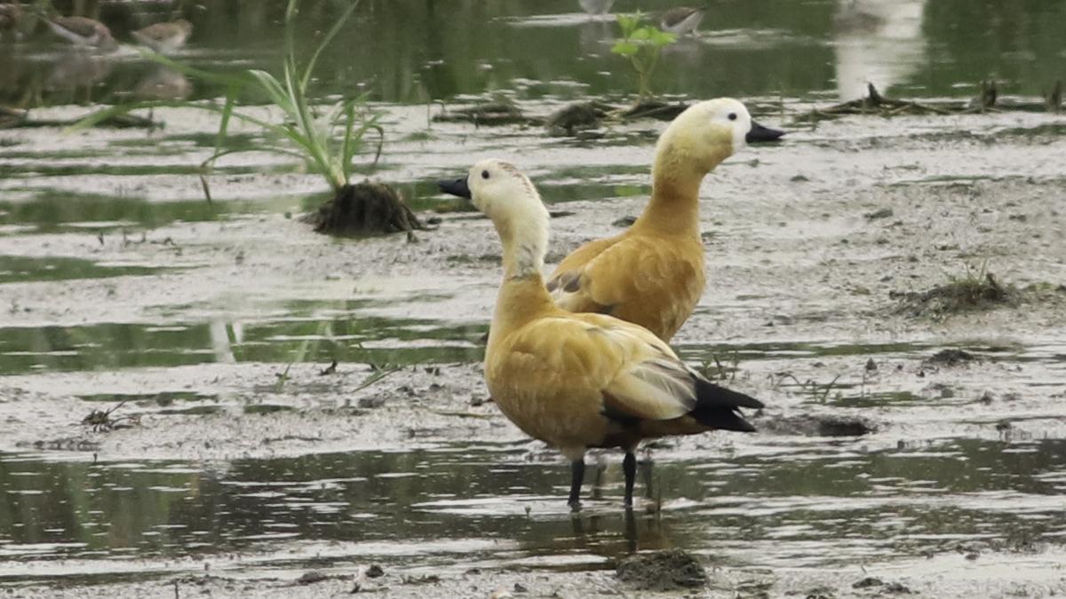 The ruddy shelduck is in no mood to have Salim Ali’s magnum opus ...