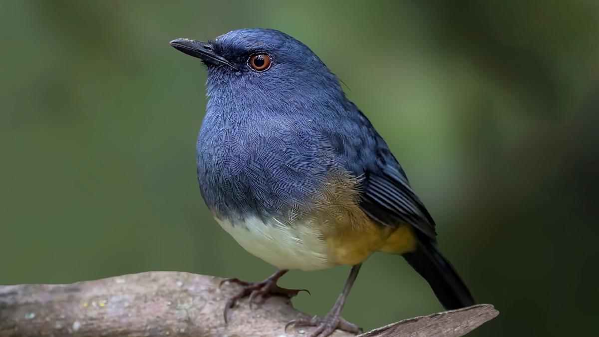 The disappearing song of the Nilgiri Sholakili - The Hindu