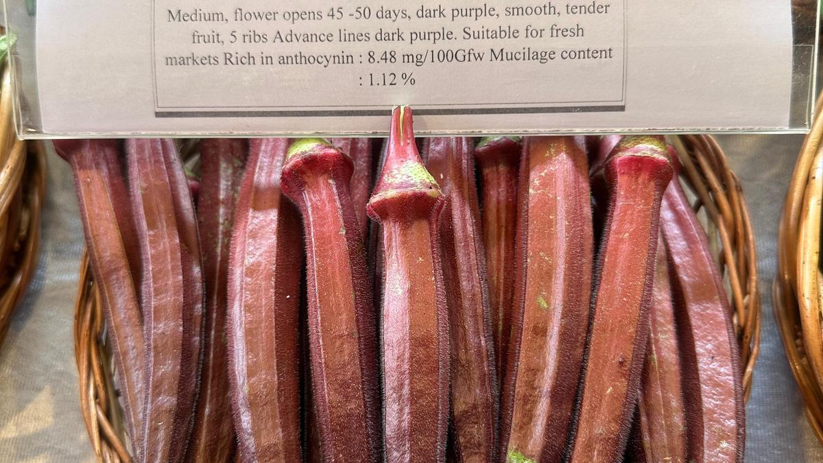 Purple lady’s finger, new variety of banana on display at National ...