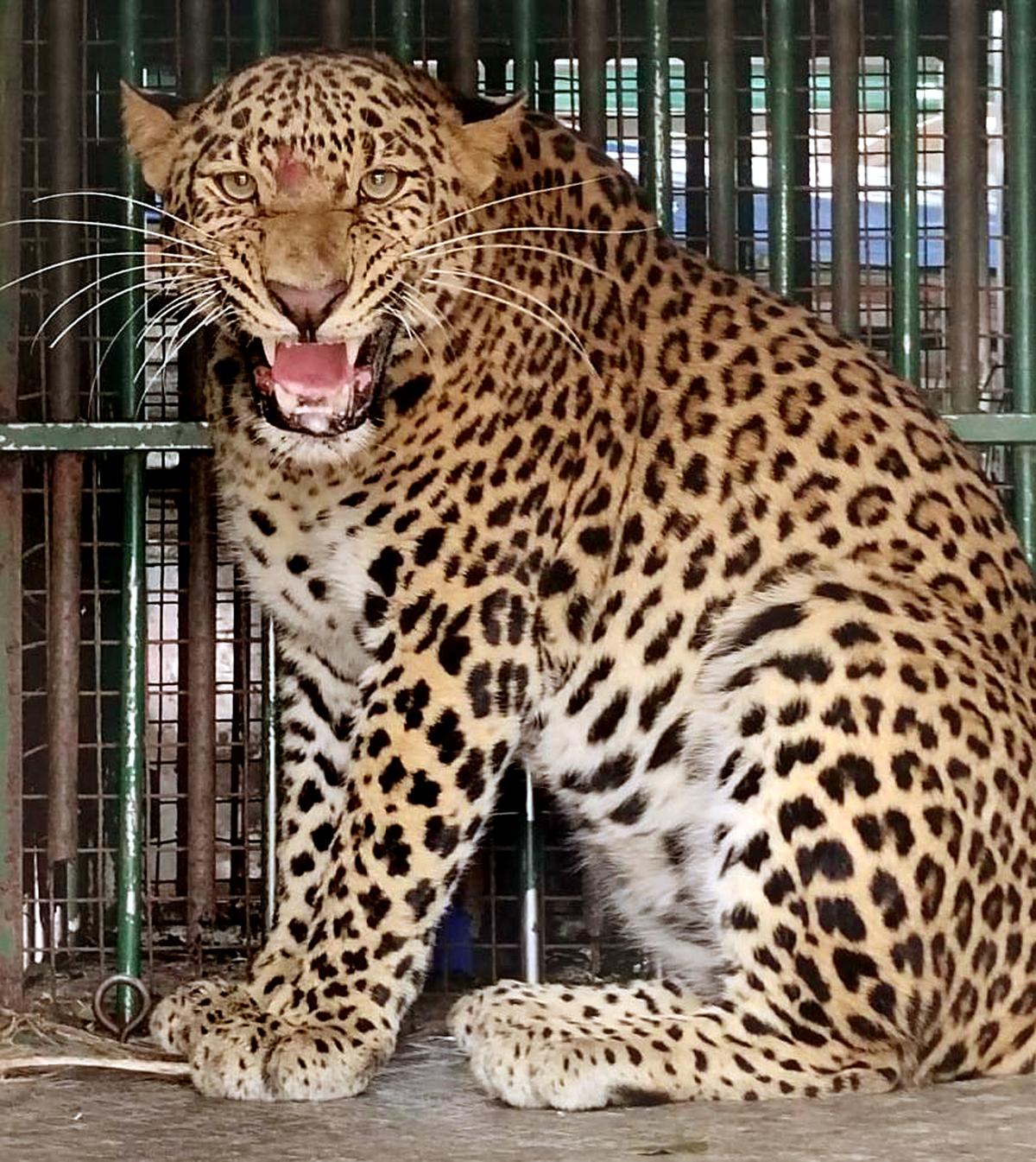 Spotted in the city: What draws leopards to Bengaluru? - The Hindu