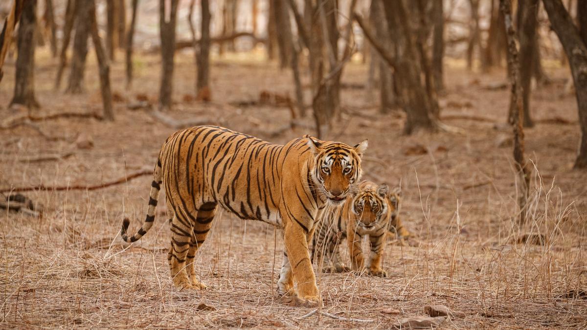 NGT stops Corbett tiger safari work till panel submits tree felling ...
