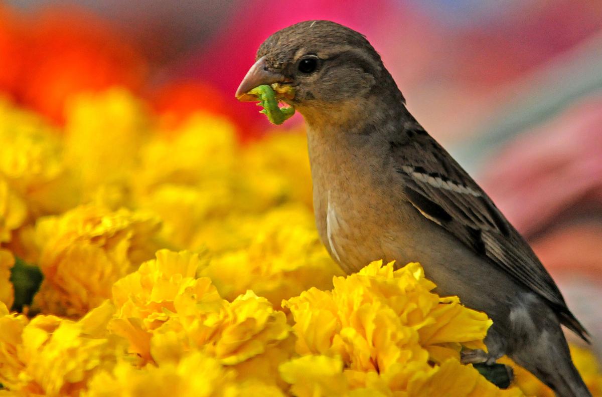 How the house sparrows have returned to the backyards in India - The Hindu