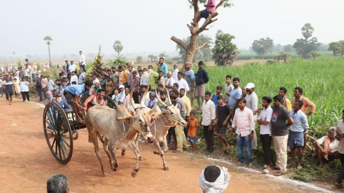 Sankranthi celebrations begin with bullock cart race in Godavari region ...