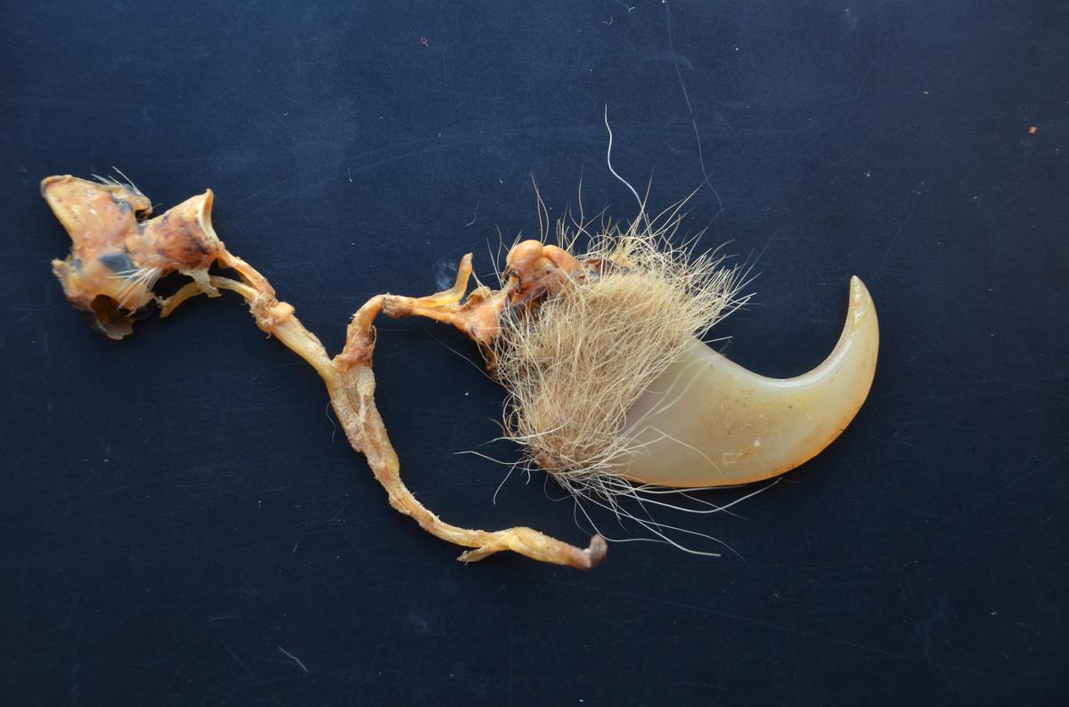 Possession of tiger claw and other wildlife articles: What you need to ...