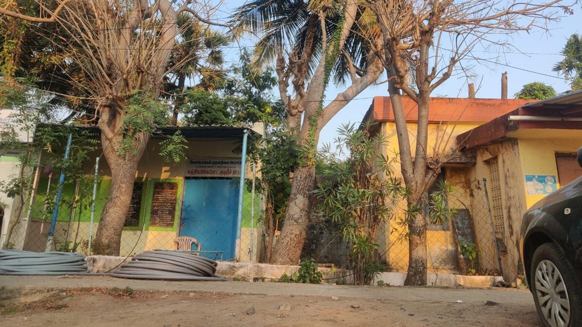 Indian Ash Tree: A subdued shade of the living past - The Hindu